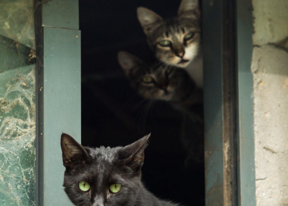 Foto Friday: Crowded with Cats – Adam Bonn Fotografia